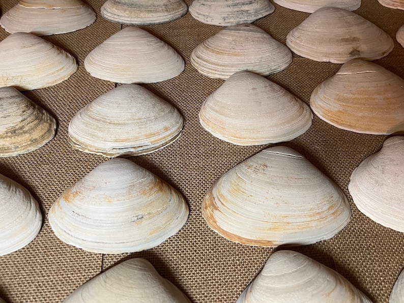 10 Large 3-4 Inch Clam Shells Long Island Decoupage - Etsy