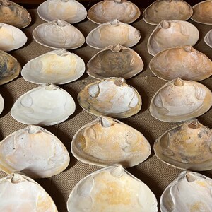 15 Three Inch Clam Shells Long Island Shells Natural Shell 3 Inch’s ...
