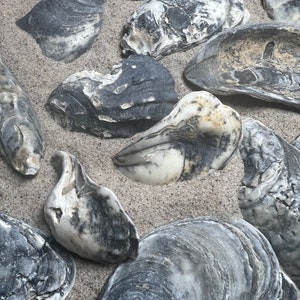 25 Oyster Shells | New York Oyster Shells | Ocean Tumbled | Surf ...