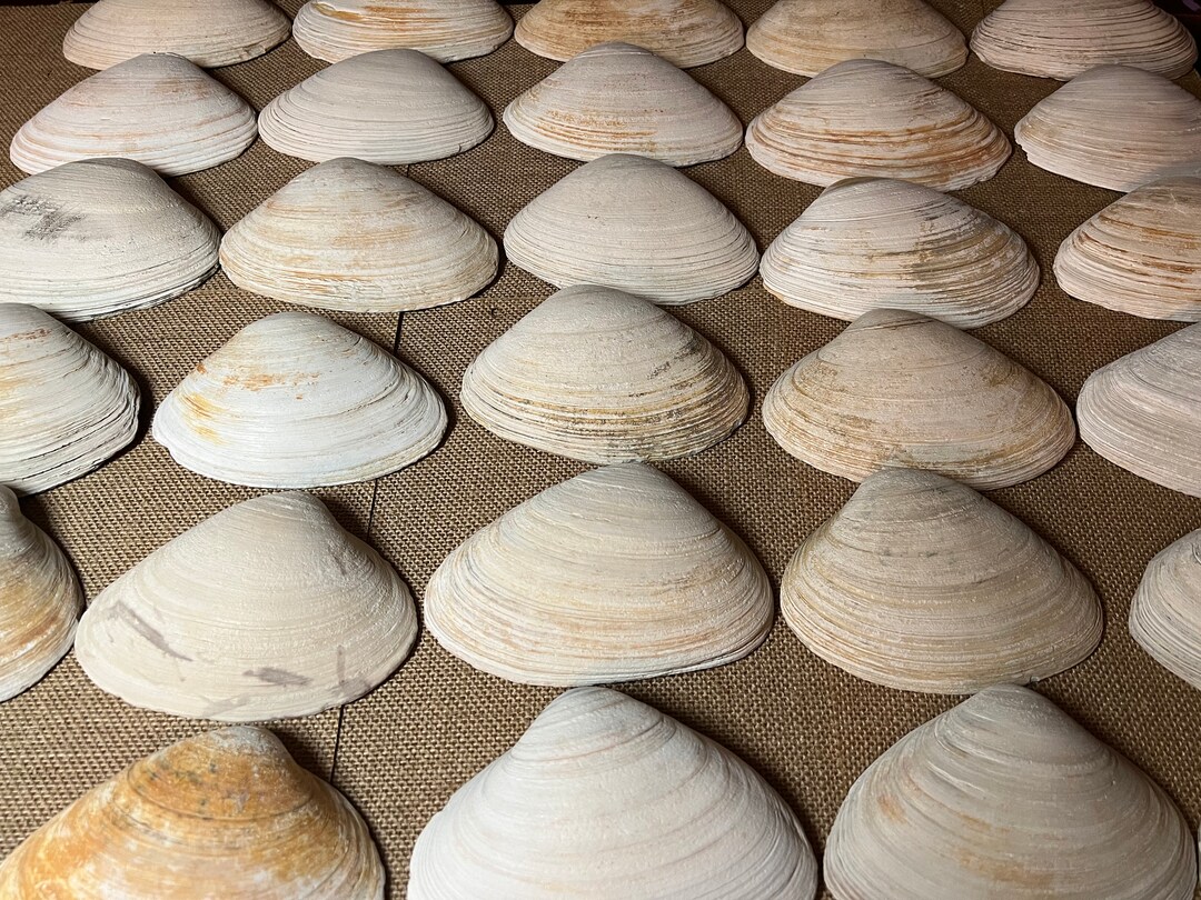 8 Extra Large 4-5 Inch Clam Shells | South Shore, Long Island | New ...