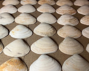 6 Extra Extra Large 5-6 Inch Clam Shells South Shore Long Island Crafts ...