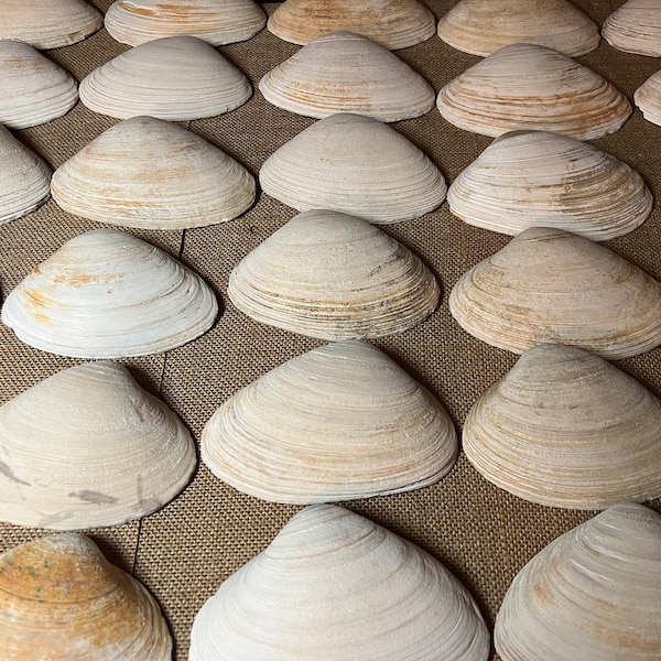 Clam Seashells - Etsy