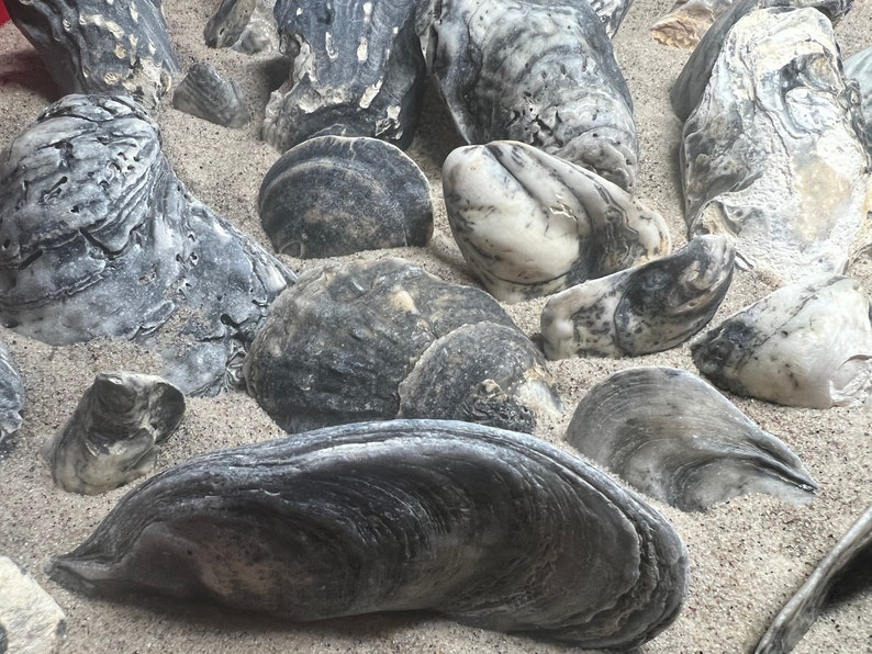 25 Oyster Shells New York Oyster Shells Ocean Tumbled - Etsy