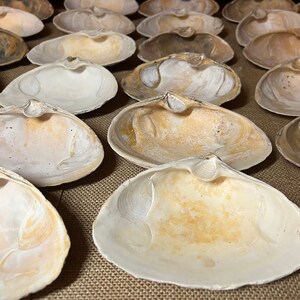 15 Three Inch Clam Shells Long Island Shells Natural Shell 3 Inch’s ...