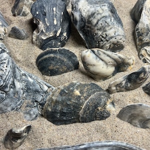 25 Oyster Shells | New York Oyster Shells | Ocean Tumbled | Surf ...