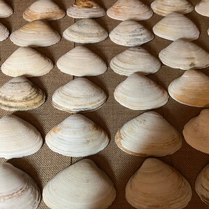 15 Three Inch Clam Shells Long Island Shells Natural Shell 3 Inch’s ...