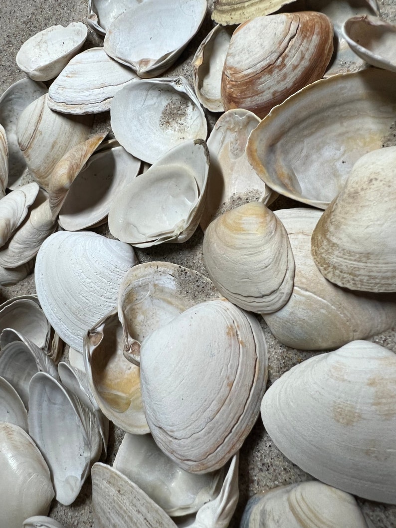 50 Mini Clam Shells South Shore Long Island Crafts Ocean - Etsy