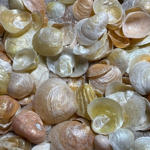 25 Jingle Shells: Beach Decor, Craft Supplies, Wedding Favors - Etsy