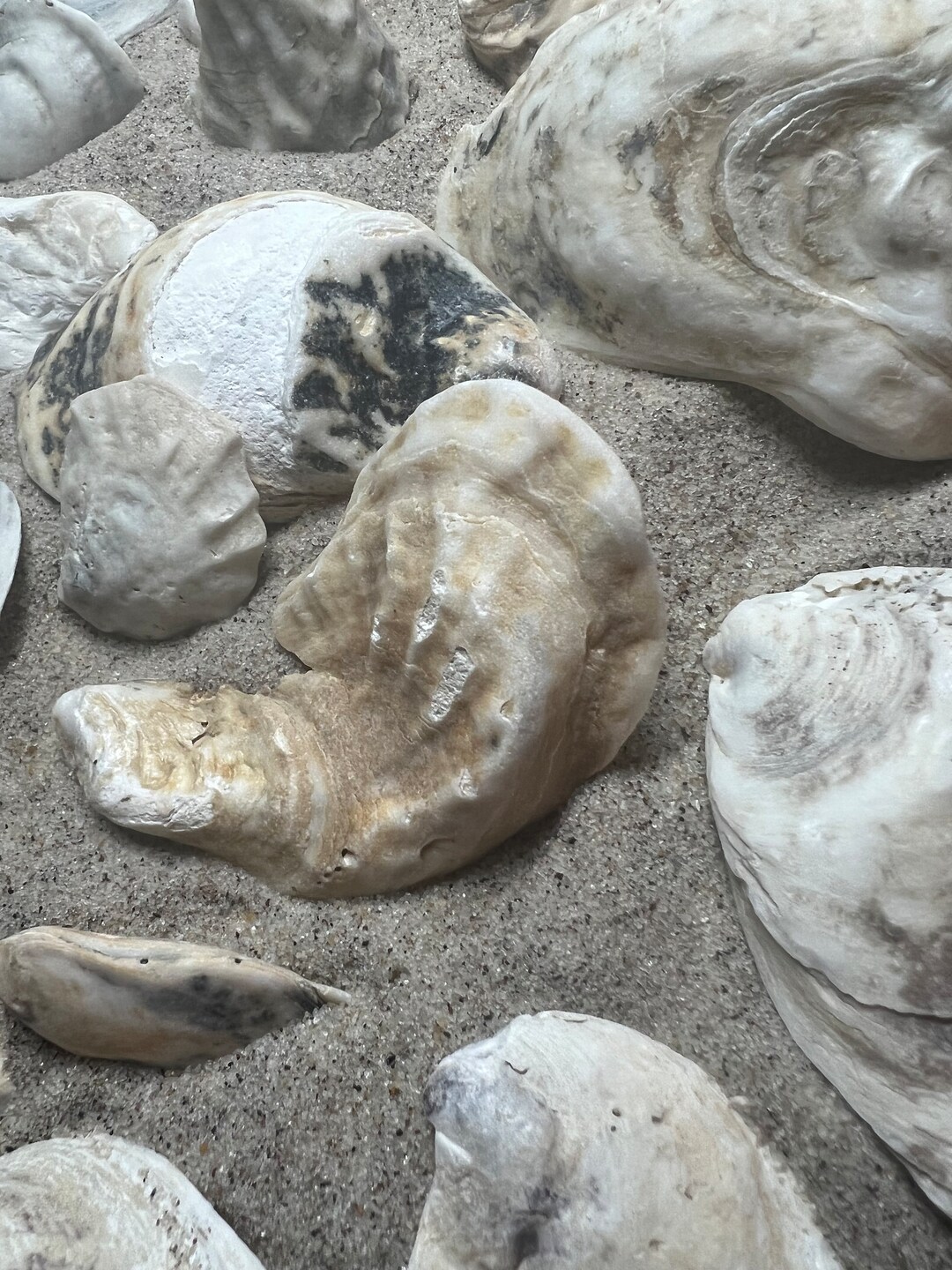 20 New York Oyster Shells: Ocean Tumbled, Mixed Sizes - Etsy