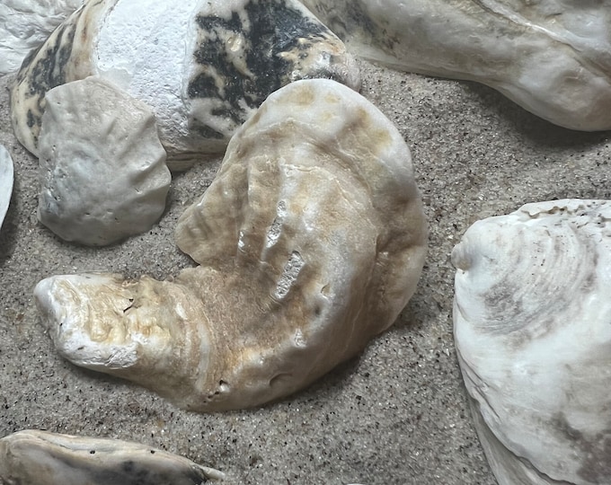 10 Large 3-4 Inch Clam Shells | Long Island | Decoupage | Natural ...