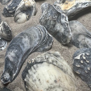 25 Oyster Shells | New York Oyster Shells | Ocean Tumbled | Surf ...