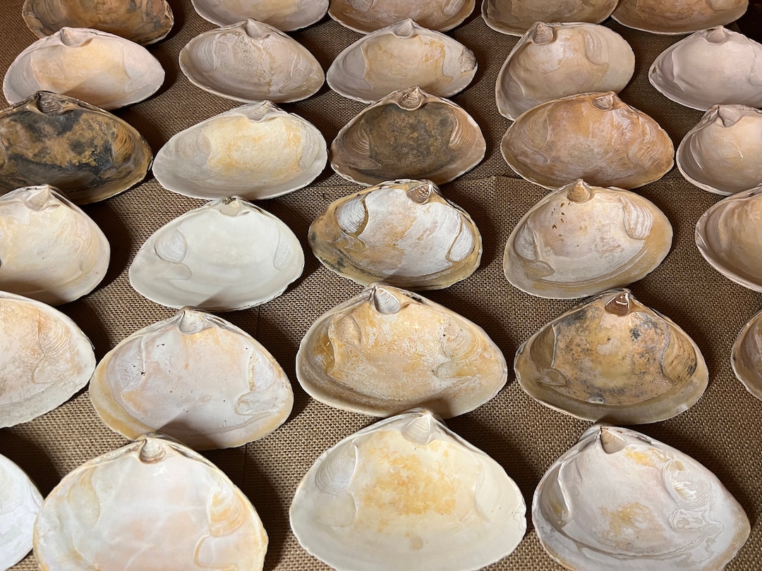 30 Small 1 - 2 Inch Clam Shells | South Shore, Long Island |clam Shells ...