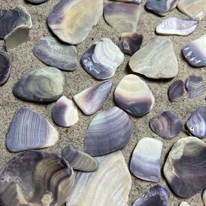 50 Purple Wampum Shell Pieces Assorted Sizes | Quahog Clam | Jewelry ...