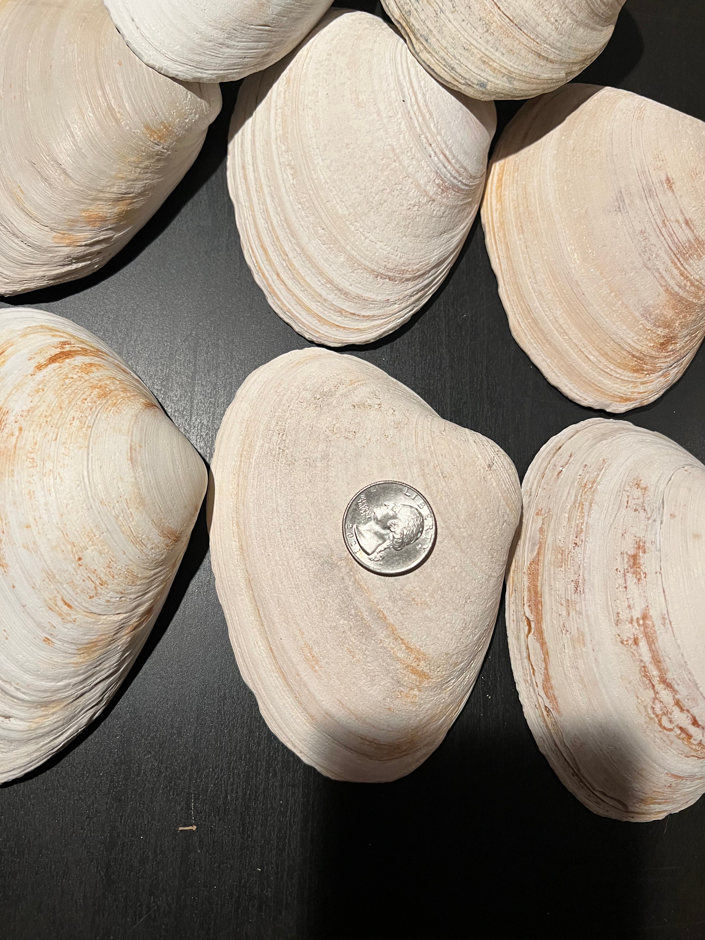 6 Extra Extra Large 5-6 Inch Clam Shells South Shore Long - Etsy