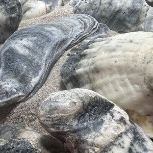 25 Oyster Shells | New York Oyster Shells | Ocean Tumbled | Surf ...
