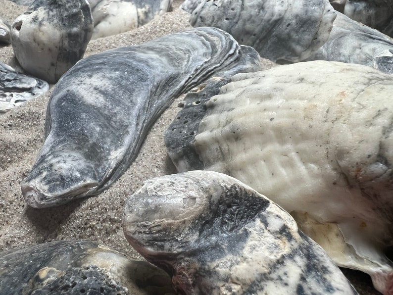 25 Oyster Shells New York Oyster Shells Ocean Tumbled - Etsy