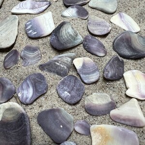 50 Purple Wampum Shell Pieces Assorted Sizes | Quahog Clam | Jewelry ...