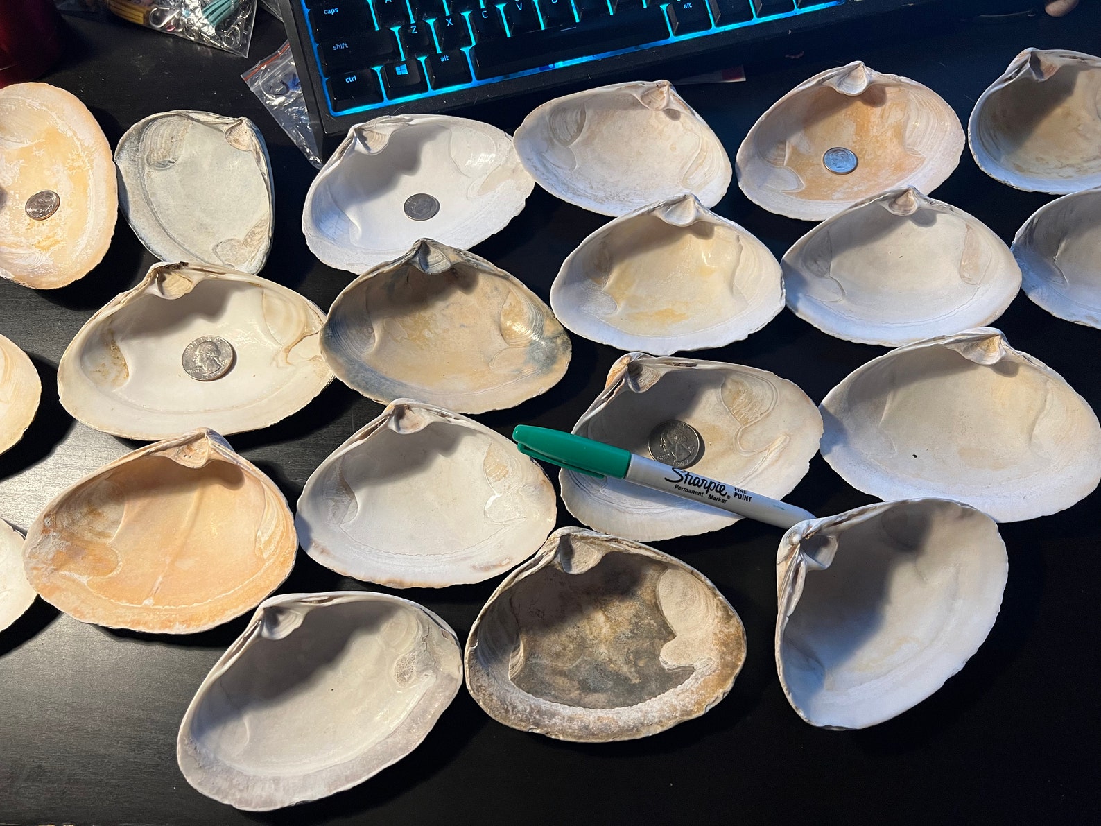 6 Extra Extra Large 5-6 Inch Clam Shells South Shore Long - Etsy