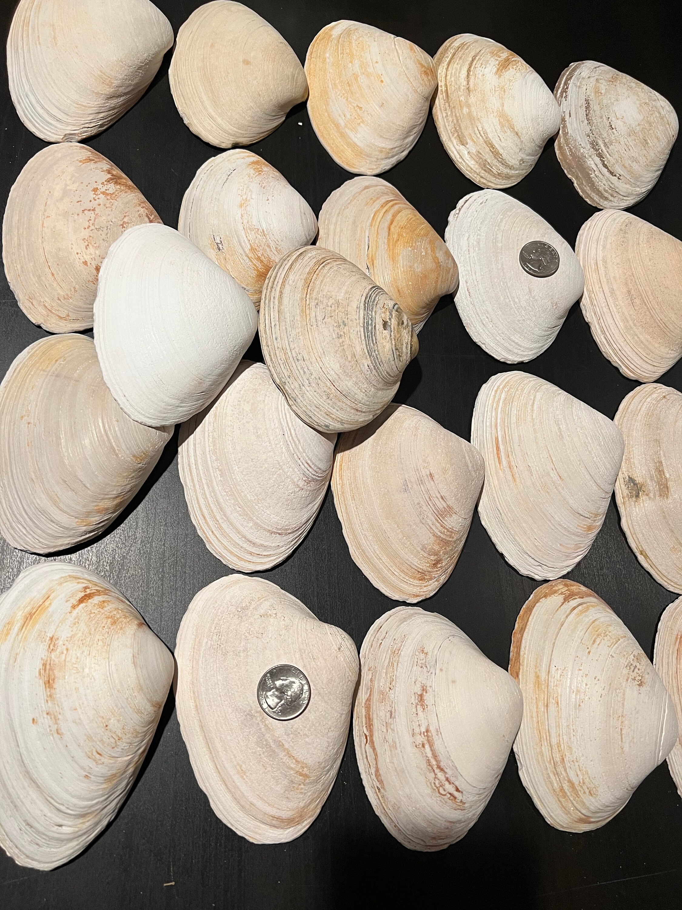 6 Extra Extra Large 5-6 Inch Clam Shells South Shore Long - Etsy