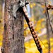 Damascus Steel Tomahawk, Hatchet Axe Hunting Camping Axe Handmade ...