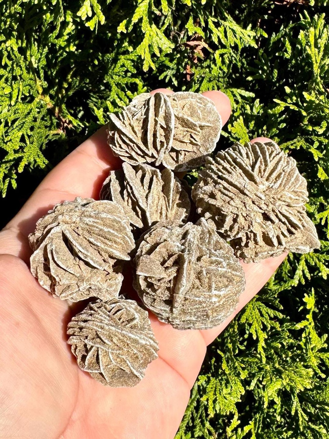Desert Rose Crystal Specimen, Selenite Desert Rose Specimen, Rare ...