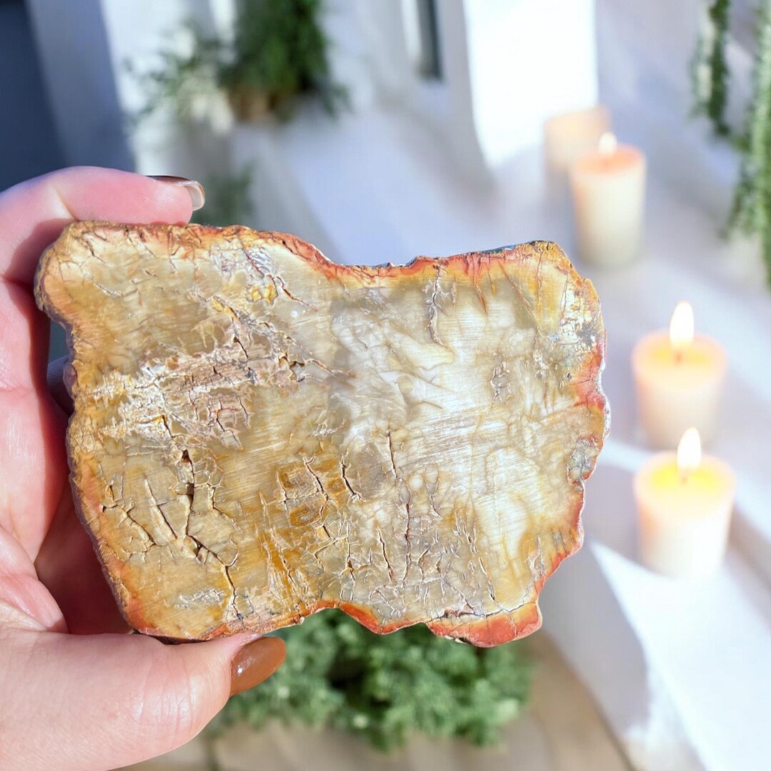 Petrified Wood Slab, Fossilized Wood, Fossils, Specimens, Collectors ...