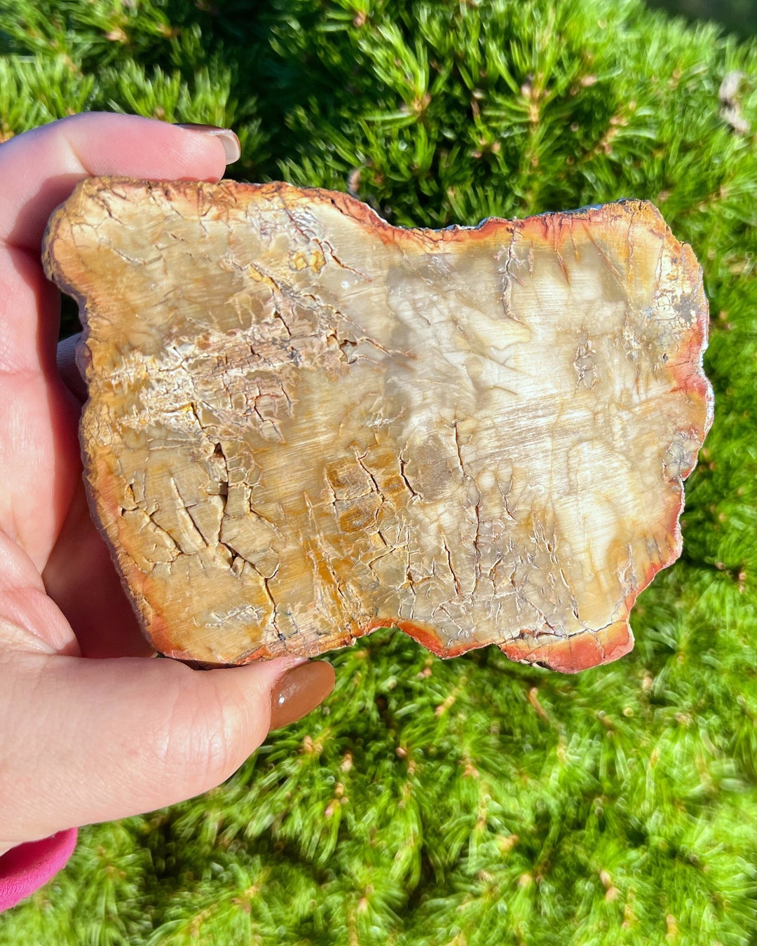 Petrified Wood Slab, Fossilized Wood, Fossils, Specimens, Collectors ...
