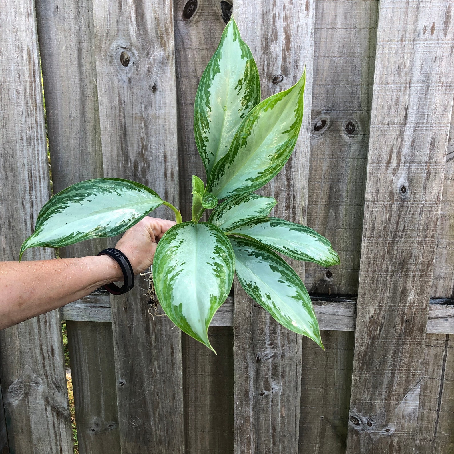 Aglaonema emerald Bay / Chinese Evergreen - Etsy