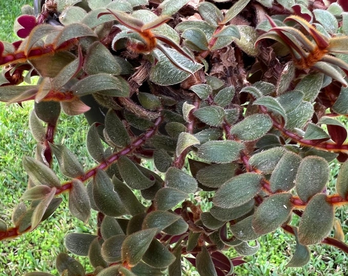 Teddy Bear Vine Tradescantia / Inch Plant/ Wondering Dude - Etsy