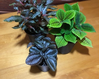 Moon Valley Pilea | Etsy