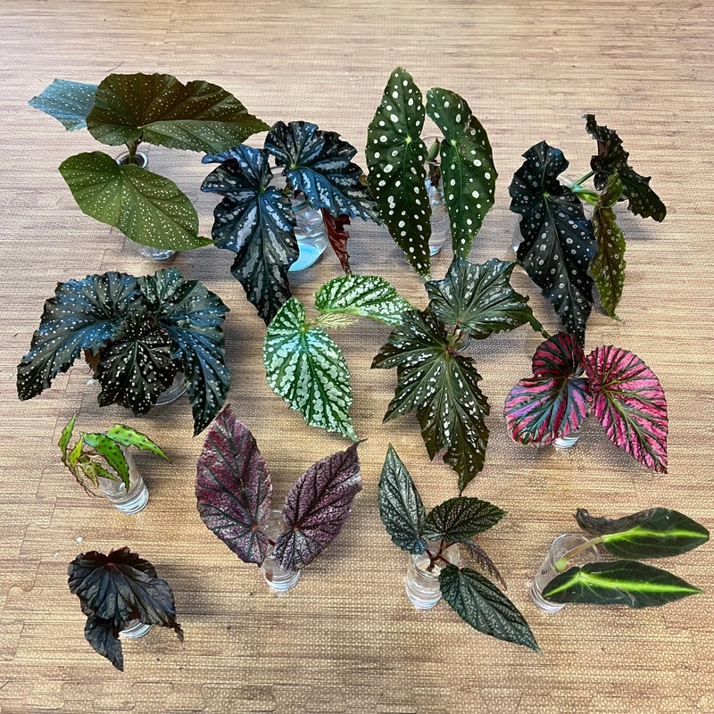 Moonlight Butterfly Begonia - Etsy