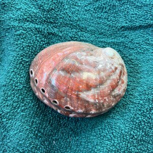 Pinto Abalone Shell Northern Ablalone Threaded Abalone Haliotis ...