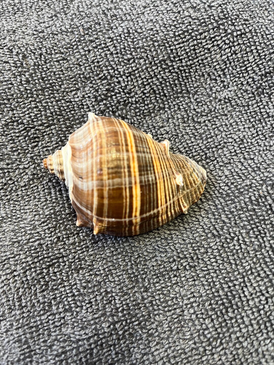 Melongena Shell Natural Sea Shell Caribbean Criwn Conch Display Piece ...