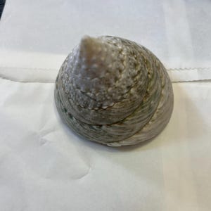 Trochus Shell Large Giant Pearl Shell Polished Display Piece Shop ...