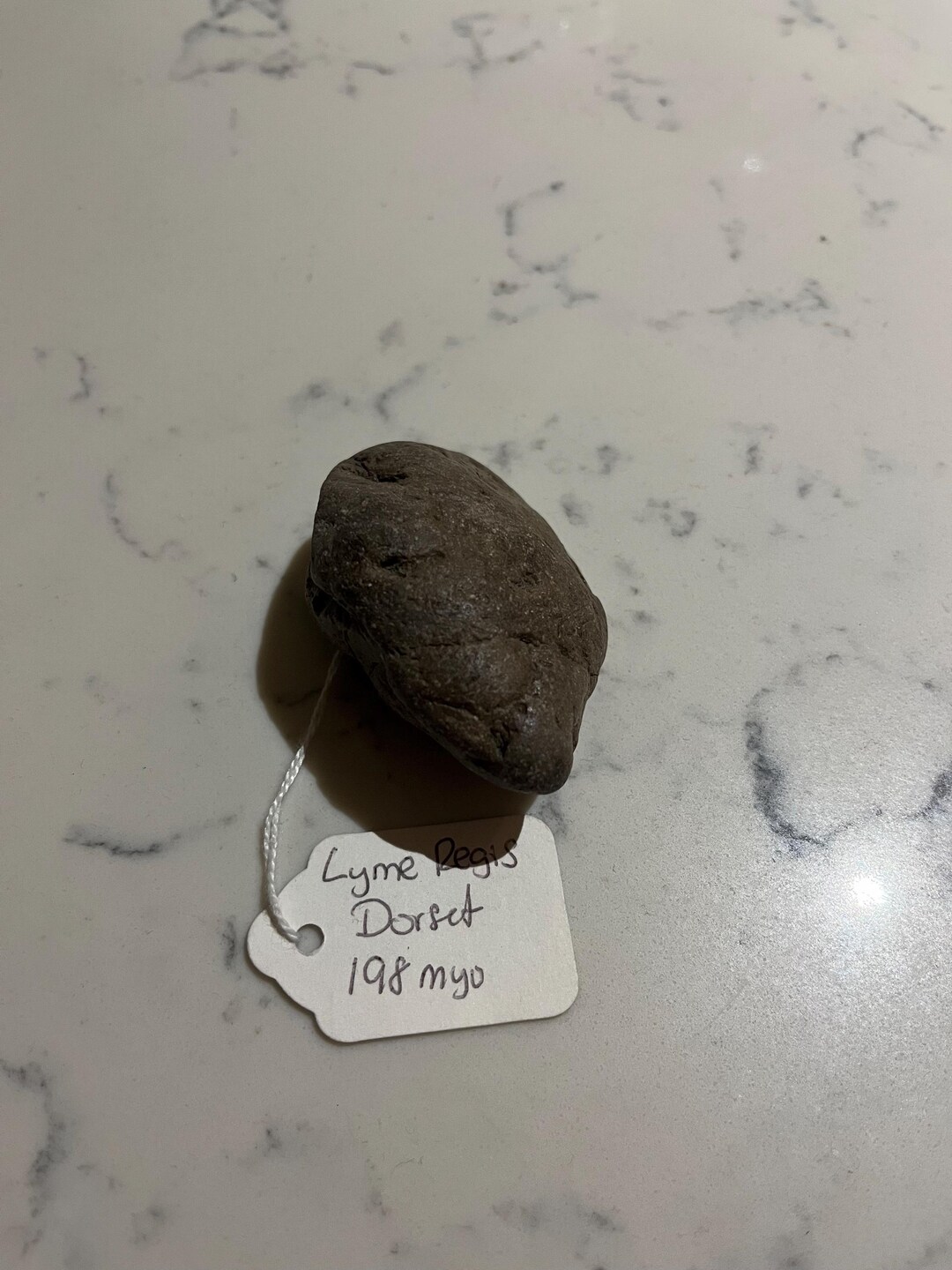 Ichthyosaur Coprolite Fossil Poo From Marine Reptile Ichthyosaur or ...