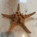 Real Starfish Giant Knobbly Starfish Dried Sea Star Giant Nodulated ...