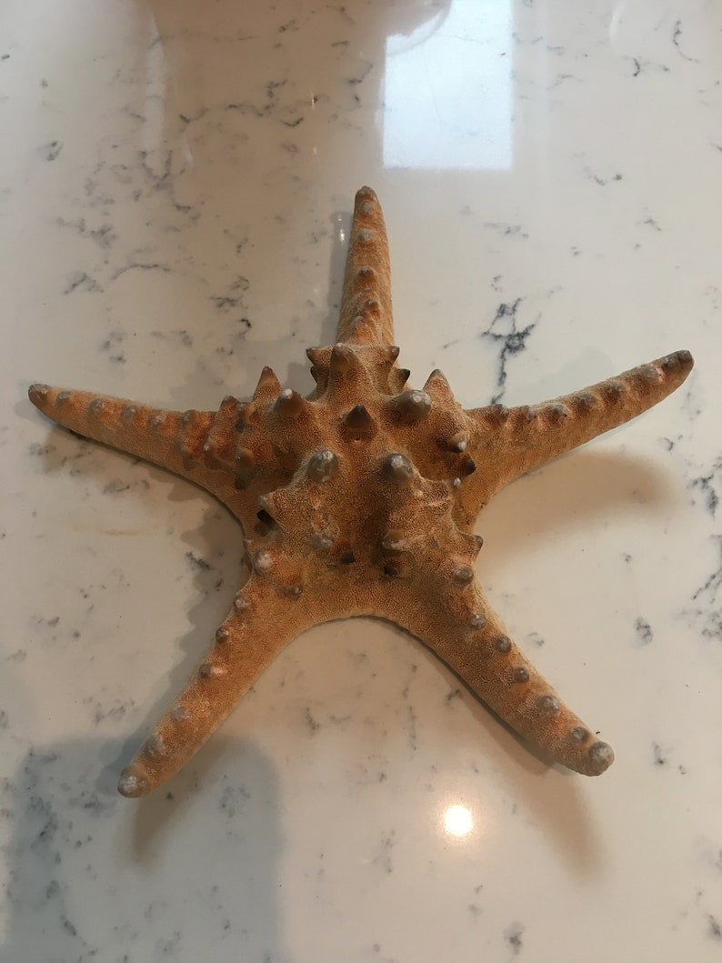 Real Starfish Giant Knobbly Starfish Dried Sea Star Giant Nodulated ...