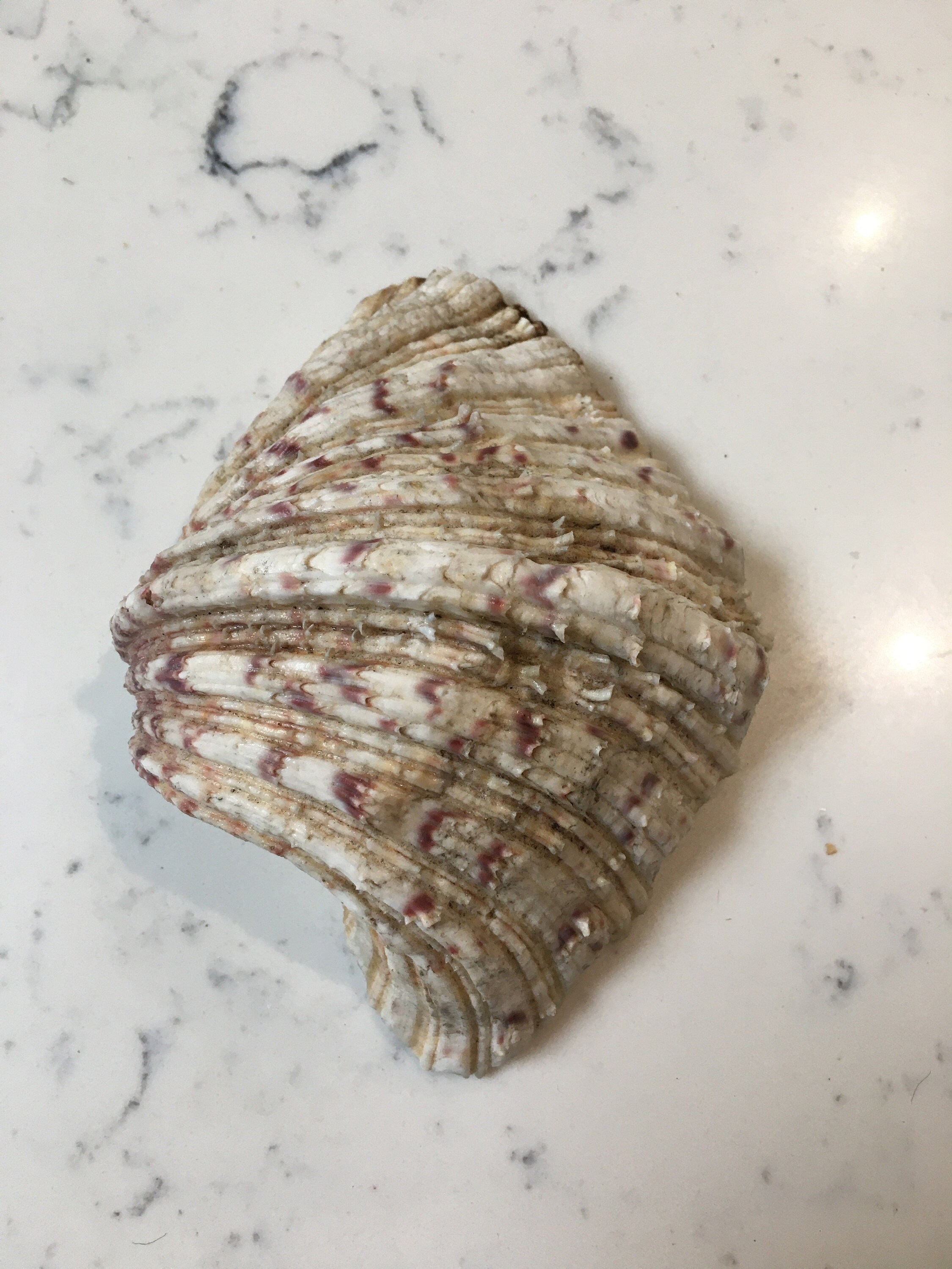 Giant Clam Shell Strawberry Bear Claw Clam Horses Hoof Clam Rare ...