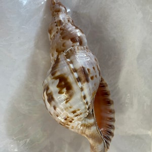 Trumpet Triton Shell Charonia Tritonis Rare Antique Sea Shell Giant ...