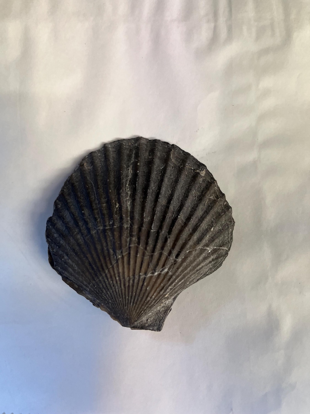 Pecten Scallop Fossil Shell Bivalve Found in UK Blockley ...