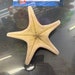 Real Starfish Knobbly Starfish Dried Sea Star Giant Nodulated - Etsy