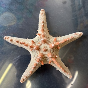 Real Long Spine Starfish Giant Natural Creature Dried From Philippines ...