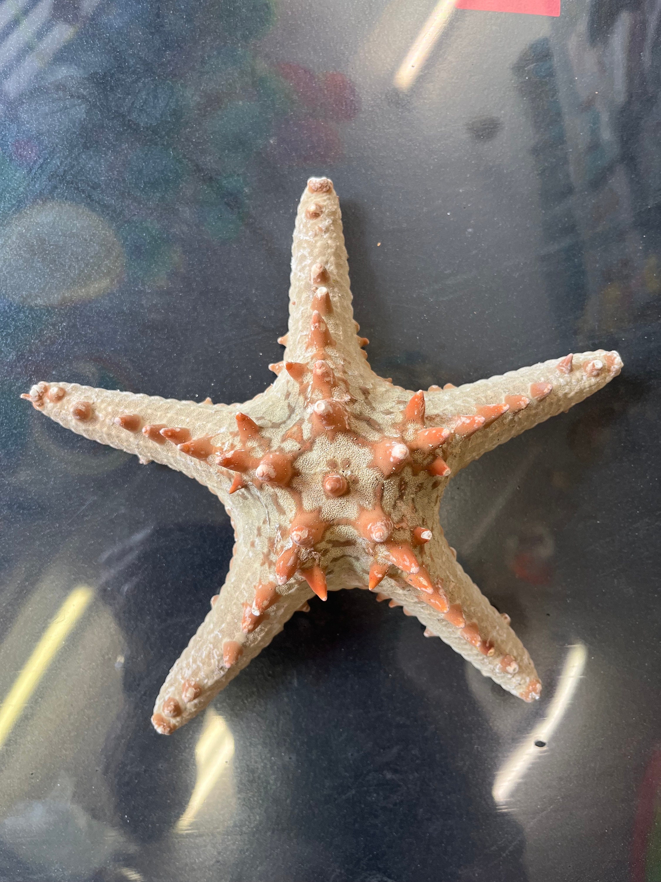 Real Long Spine Starfish Giant Natural Creature Dried From Philippines ...