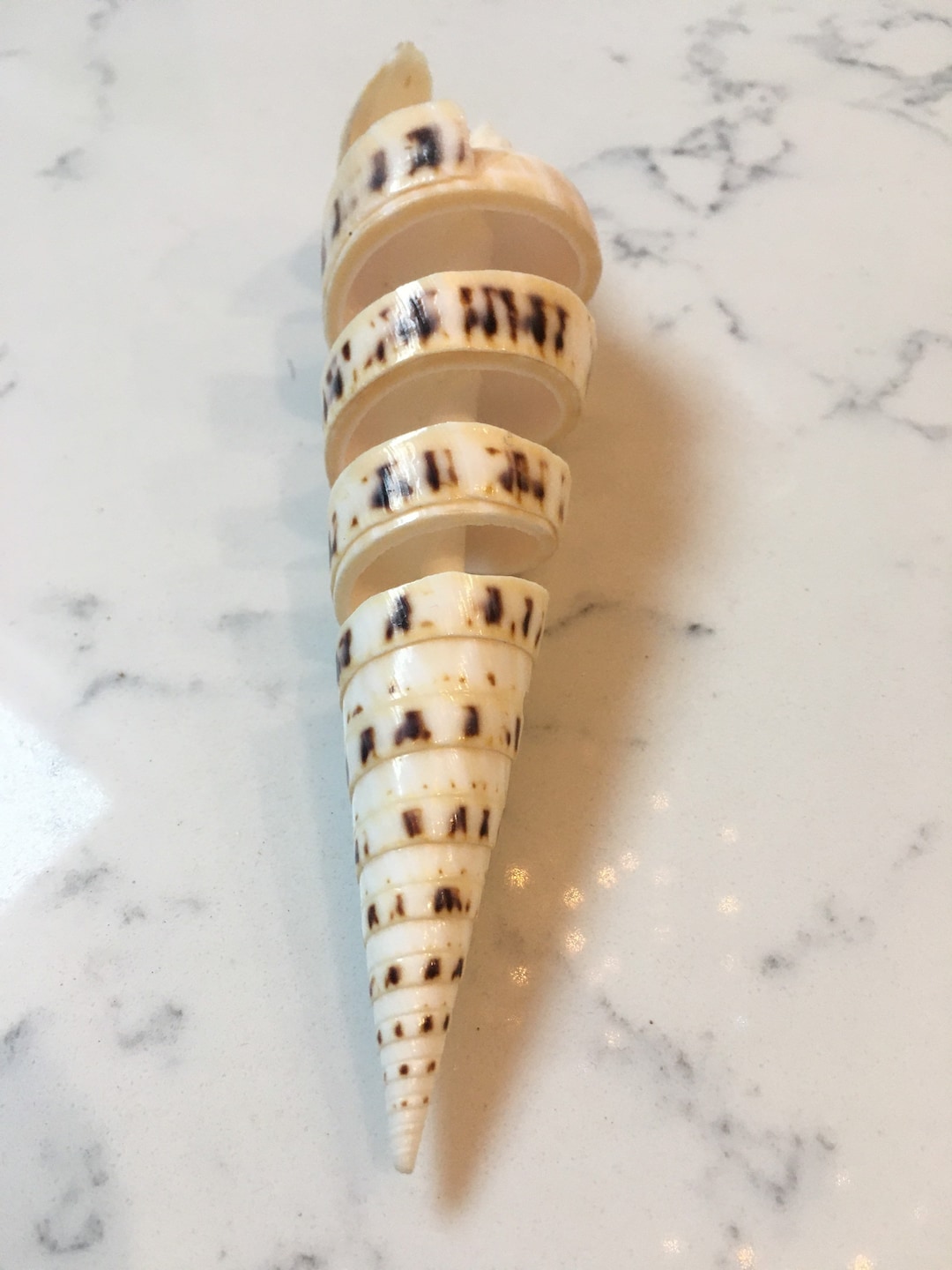 Marlin Spike Seashell Cut Art Wedding Gift Menu Holder Polished - Etsy