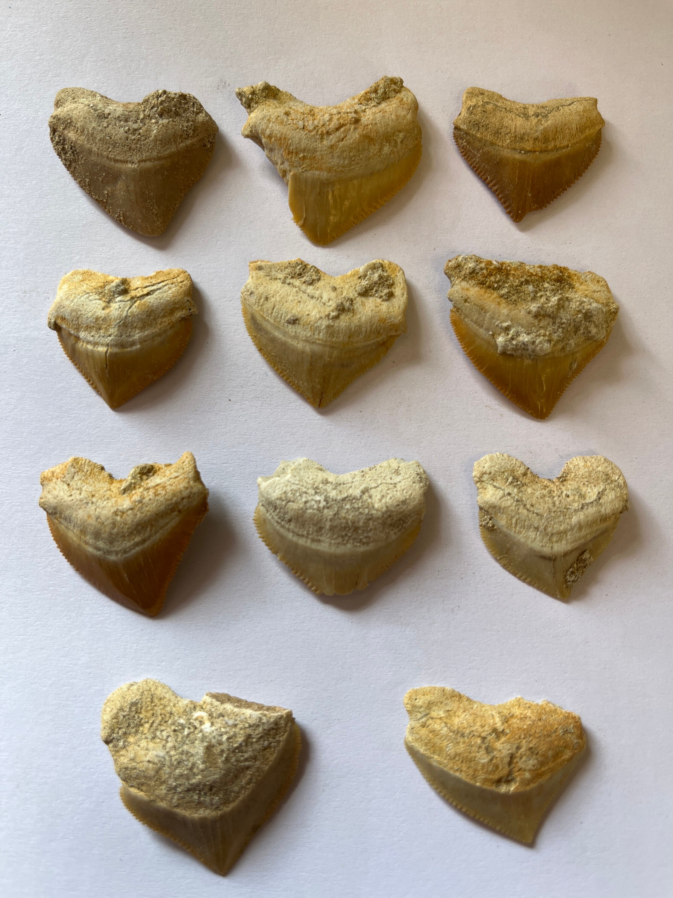 Crow Shark Fossil Tooth Squalicorax Pristodontus 70 Million - Etsy