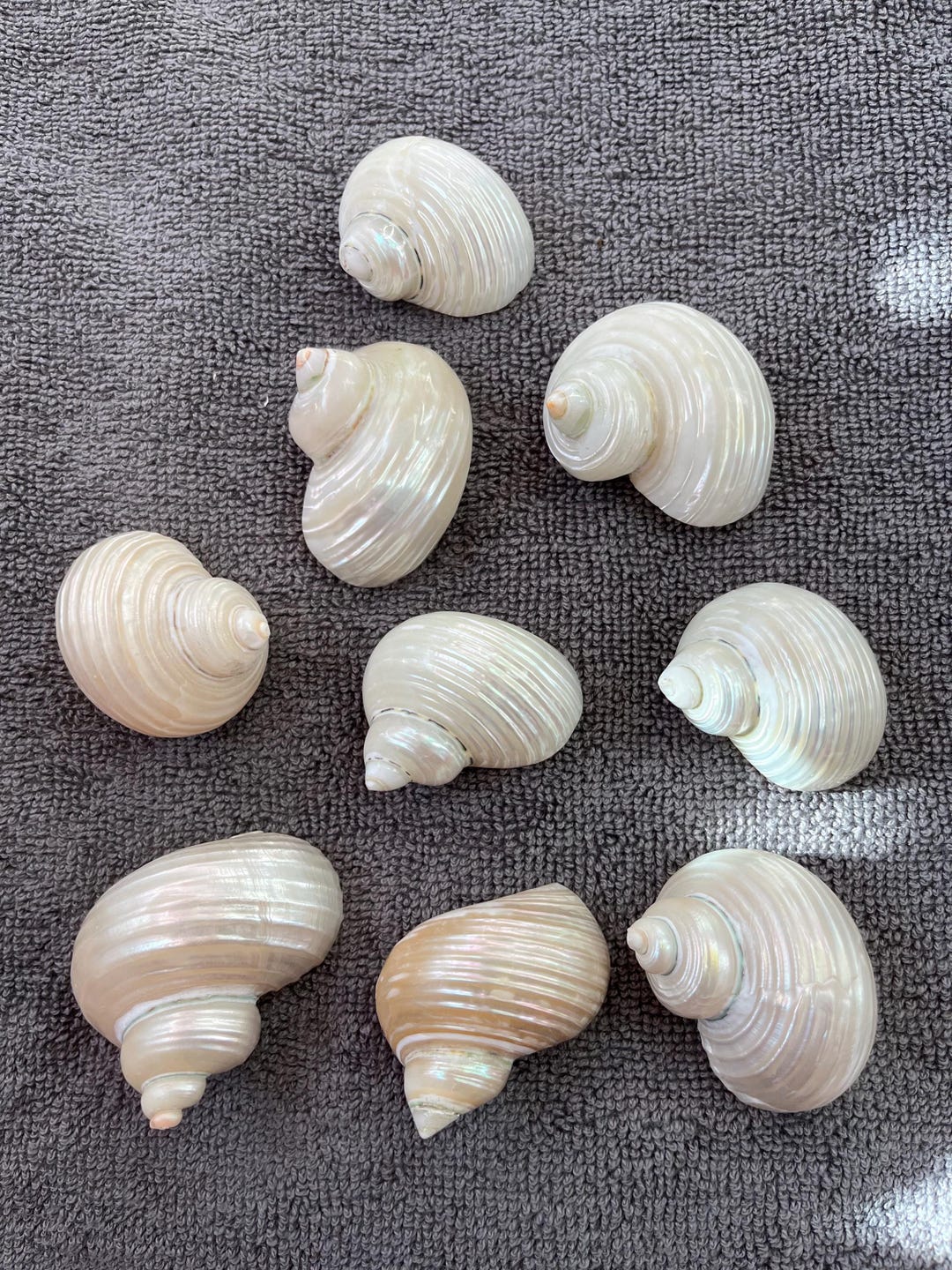 Turbo Silvermouth Shell Natural Polished Shell From Philippines Sea ...