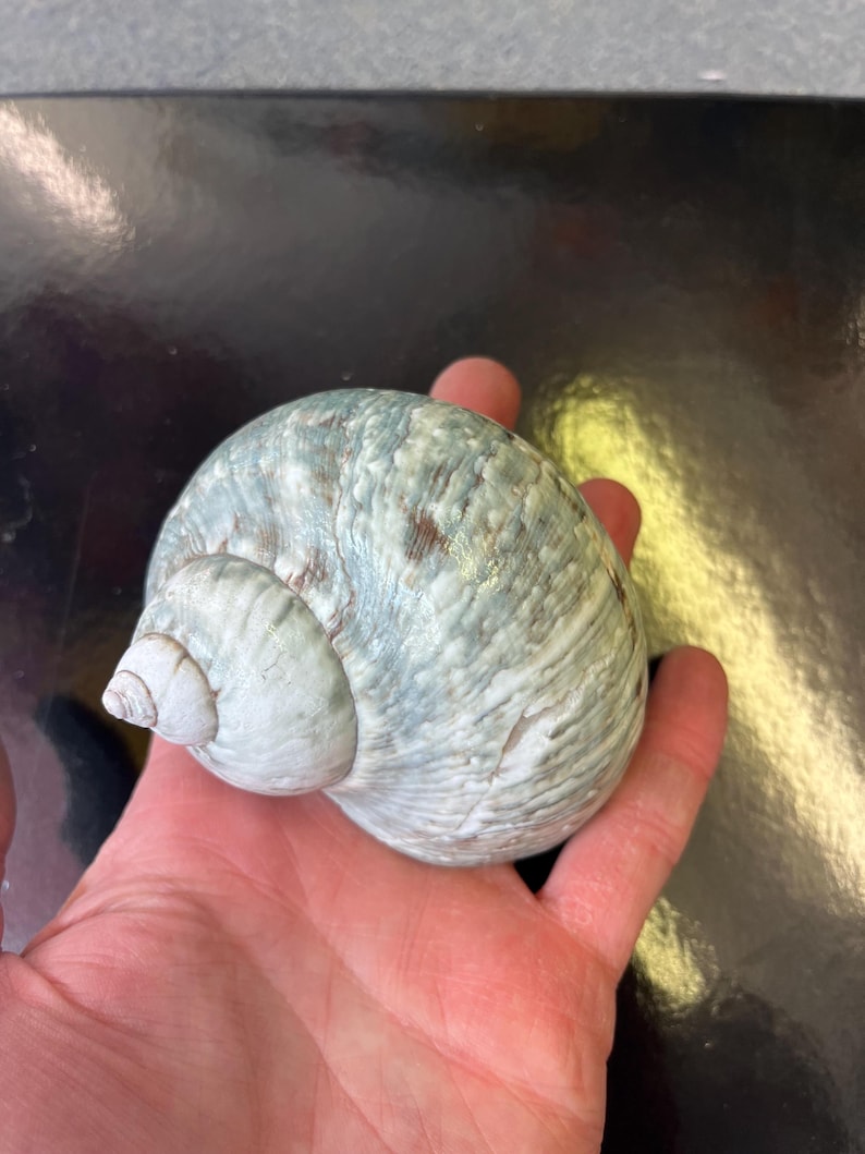 Green Turbo Shell Turbo Borghese Turbo Imperialis Large Natural ...