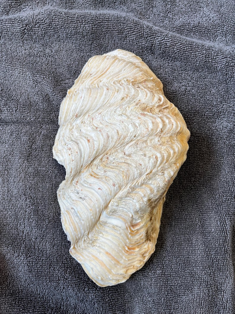 Giant Clam Sea Shell Fluted Clam Tridacna Squamosa Trinket Dish Display ...