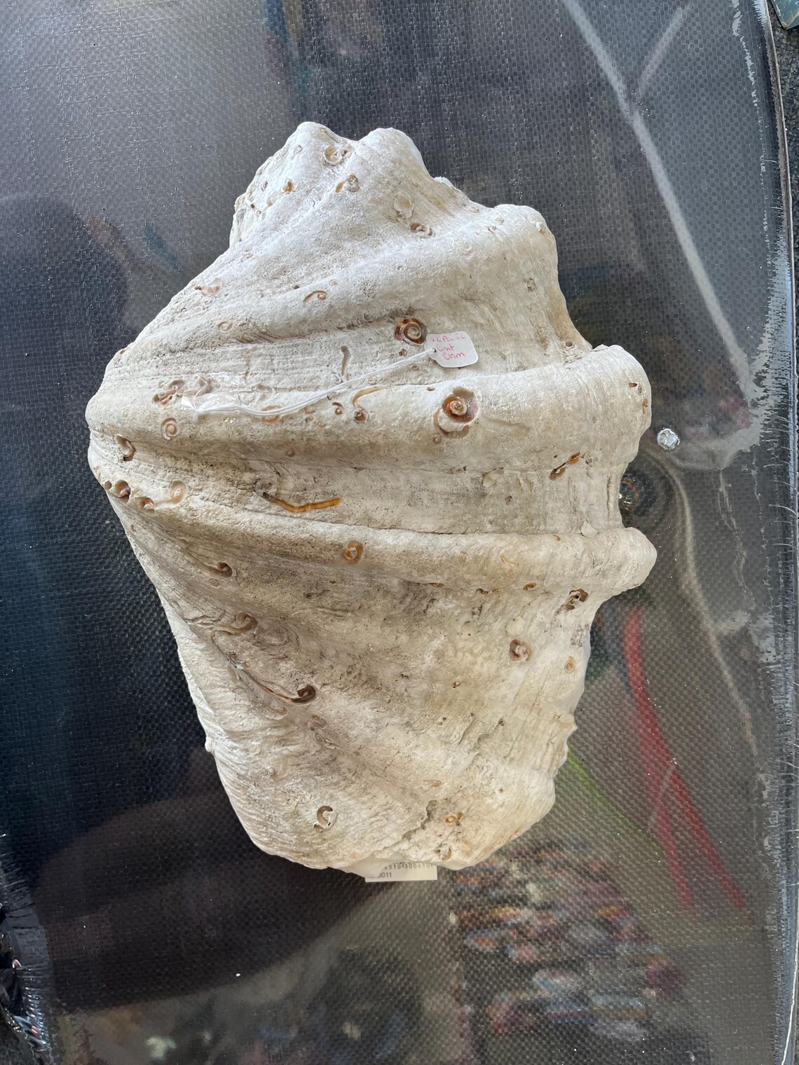 Giant Clam Shell Real Sea Shell Rare Strawberry Bear Claw Clam Horses ...