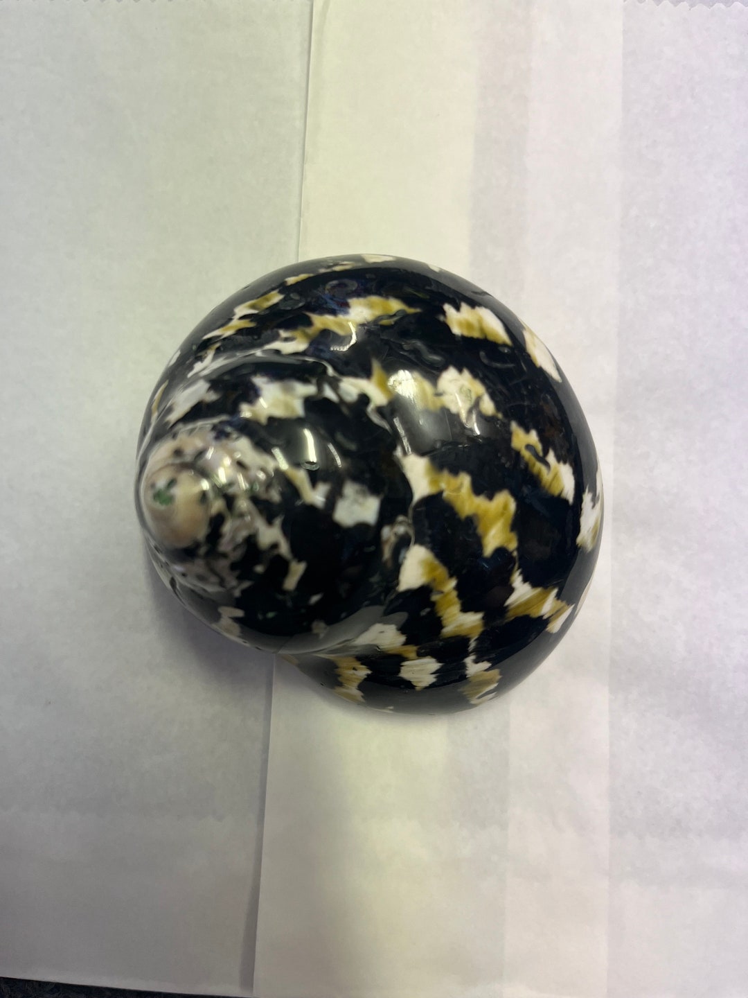 Turbo Pica Large Shell Magpie Polished Natural Black and White Sea ...